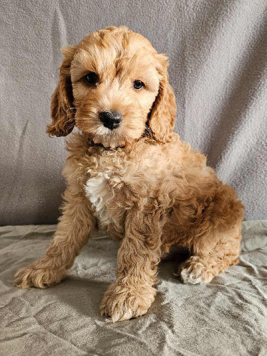 Valpar :: GoBiten Kennel