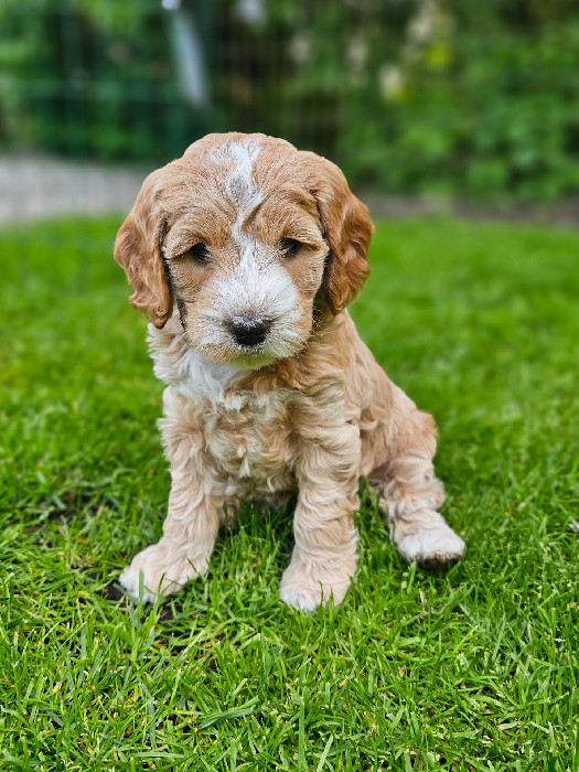 Valpar :: GoBiten Kennel